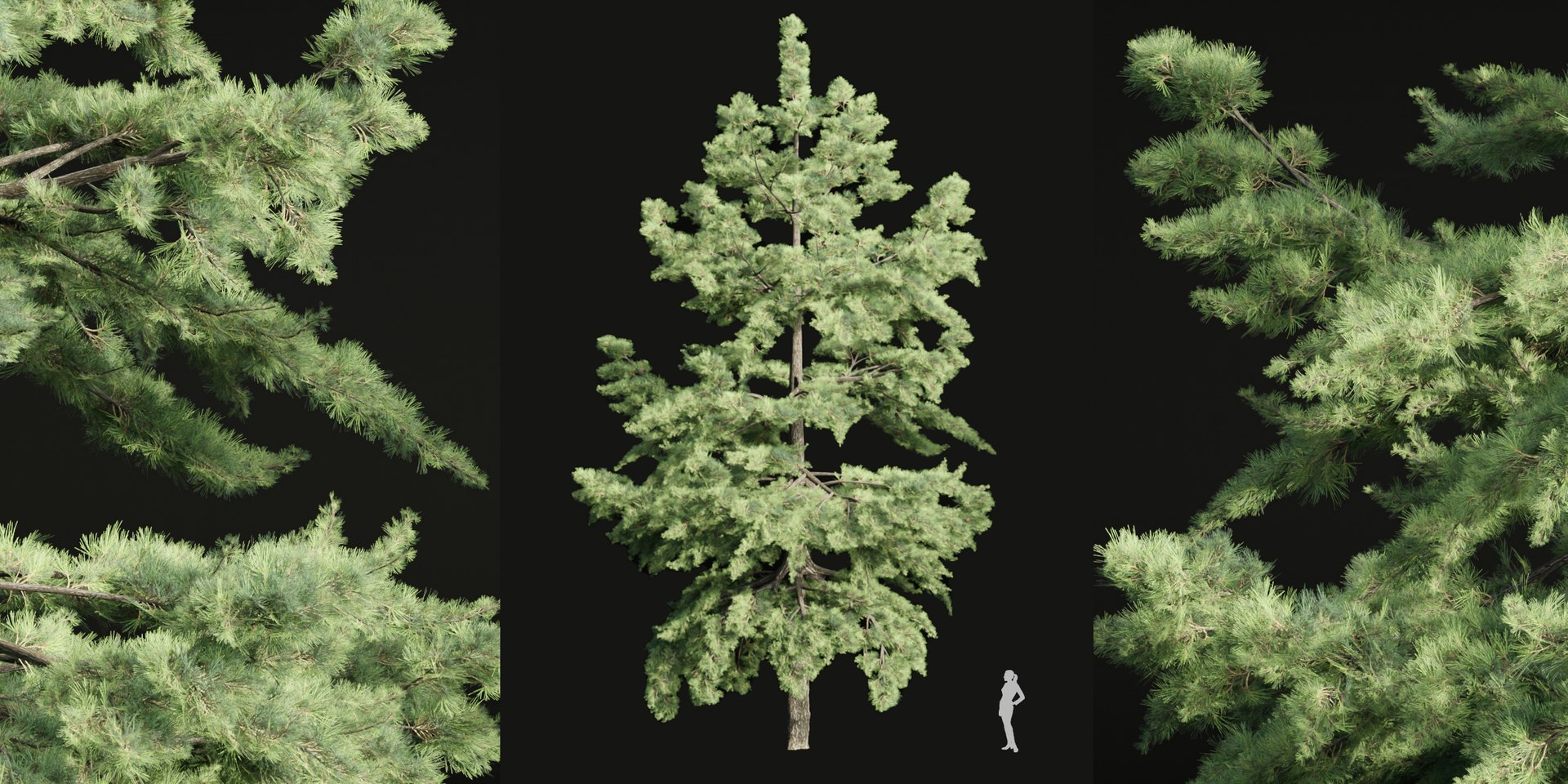 3D Conifer Trees Collection Vol 86-Blender - TurboSquid 2132493