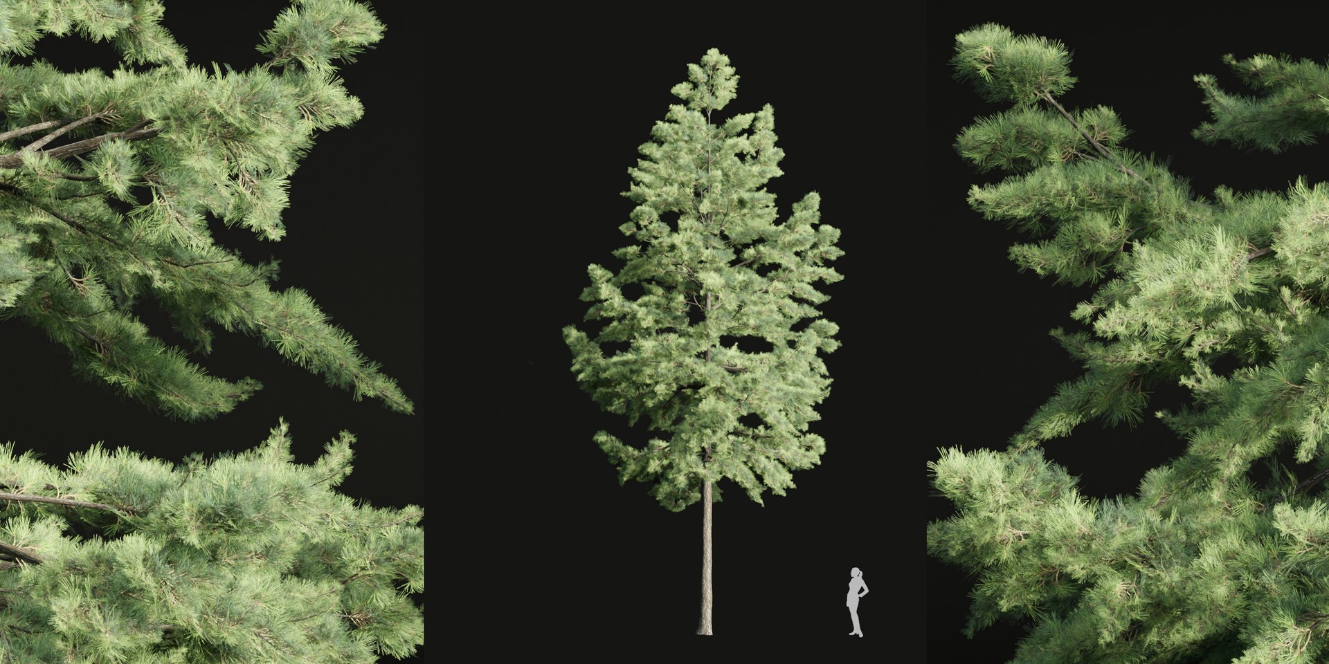 3D Conifer Trees Collection Vol 86-Blender - TurboSquid 2132493