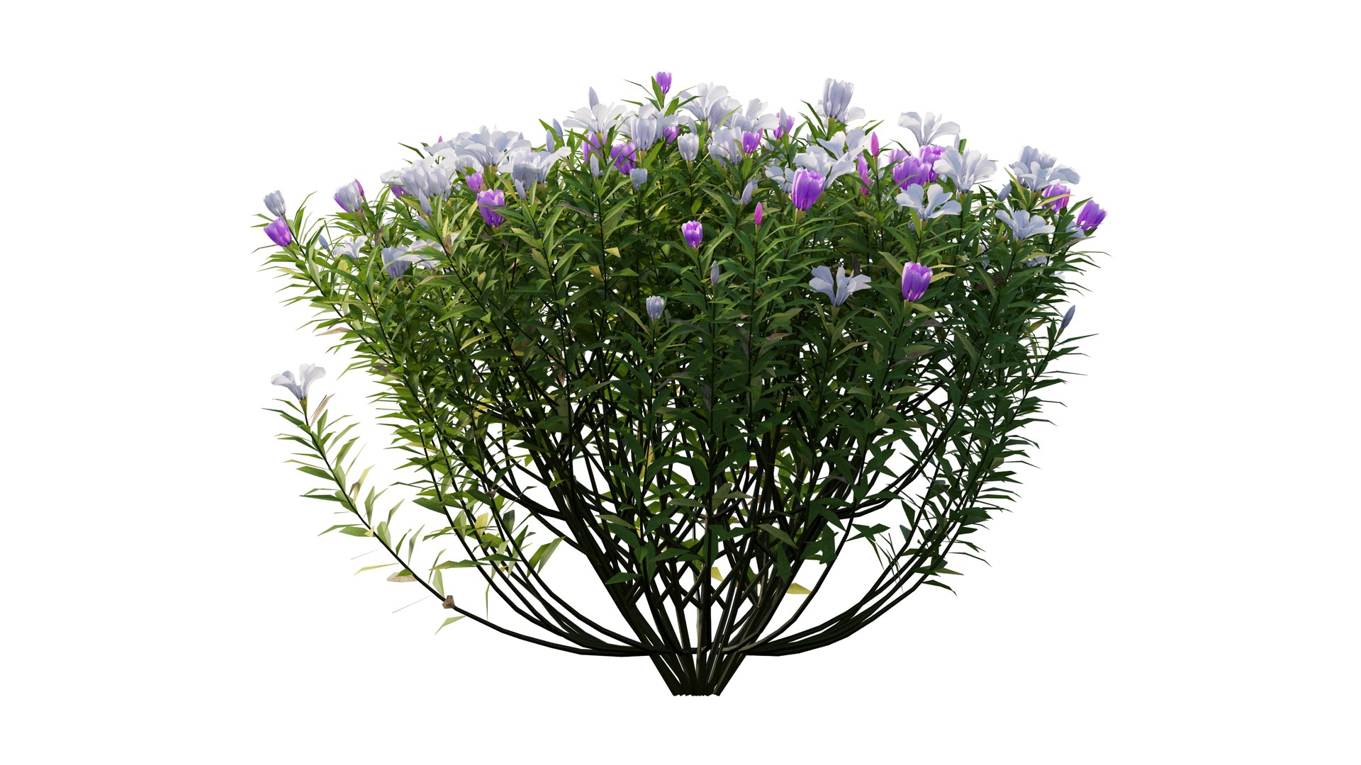 Plant Flower Set 18 3D Model - TurboSquid 1540626