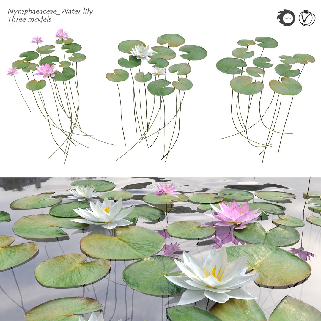 Nymphaeaceae Water Lily 3D Model - TurboSquid 1947187