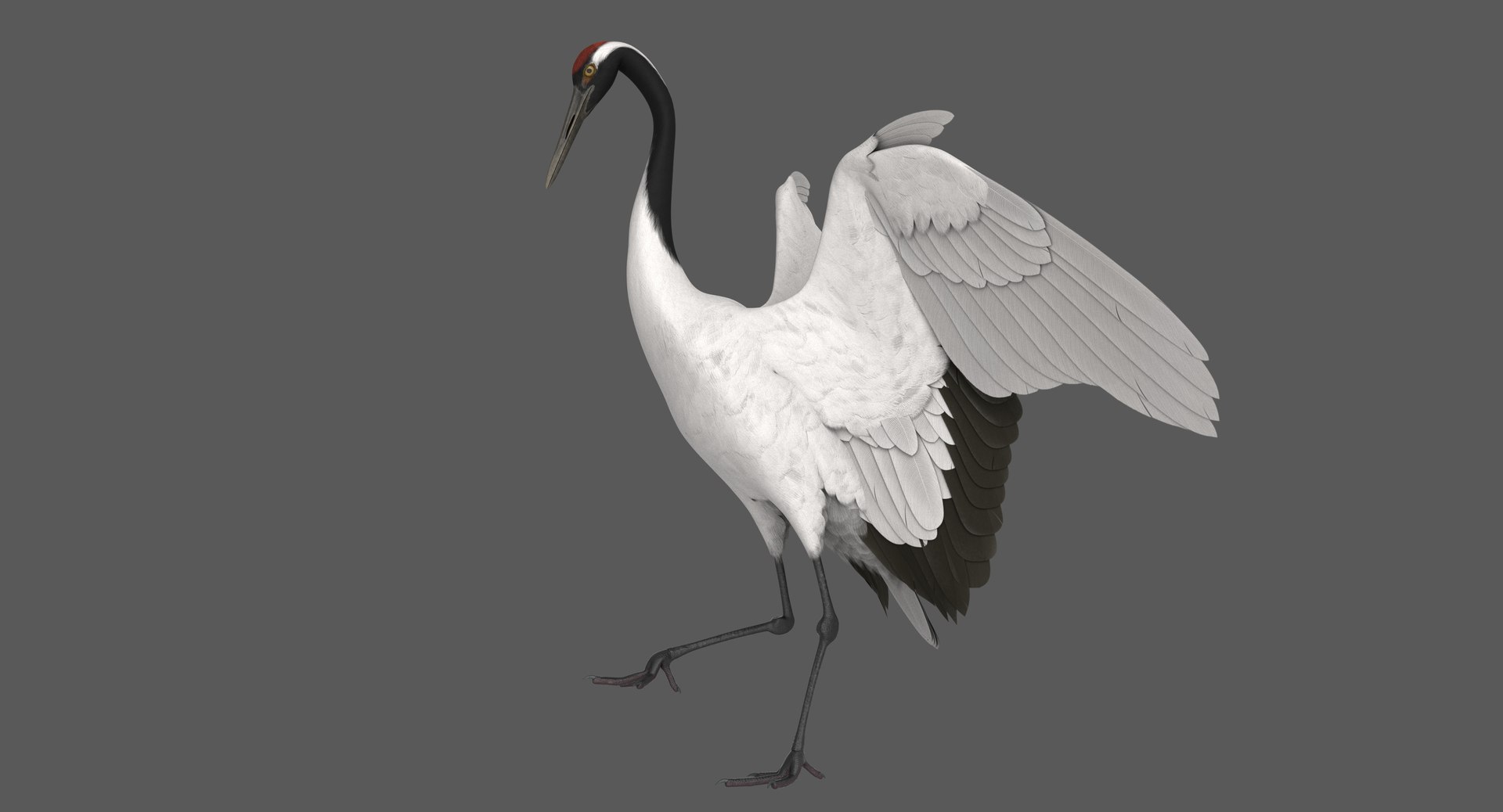 3D Rigged Red-crowned Crane - TurboSquid 1376713