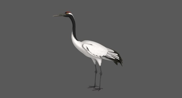 3D rigged red-crowned crane - TurboSquid 1376713
