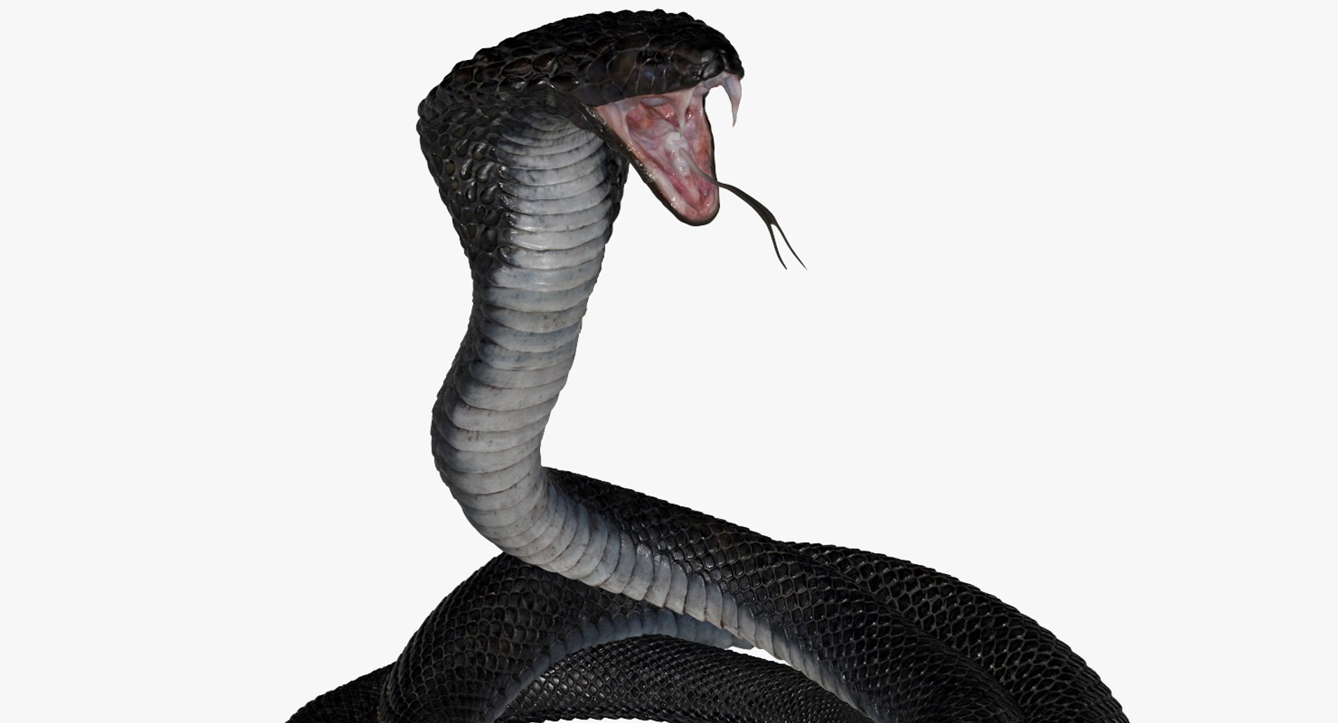 Snake Rig 3D - TurboSquid 1314669