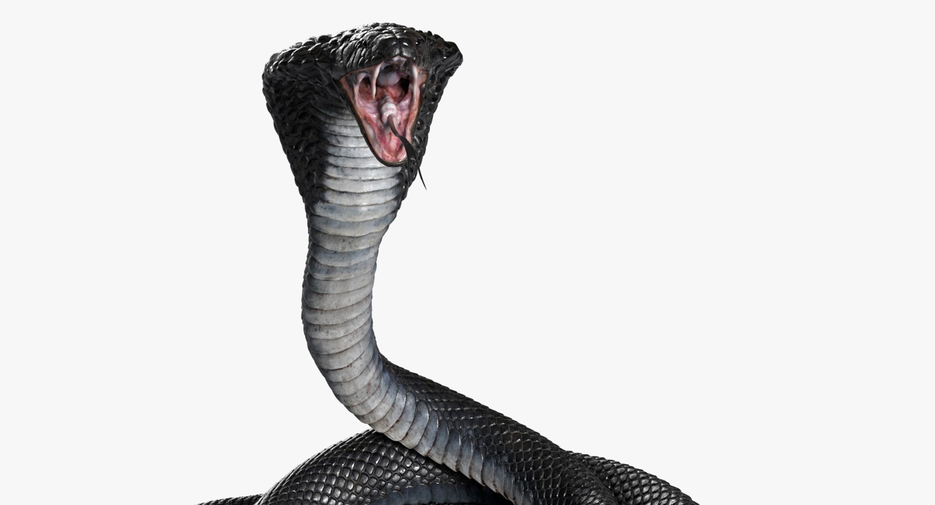 Snake Rig 3D - TurboSquid 1314669