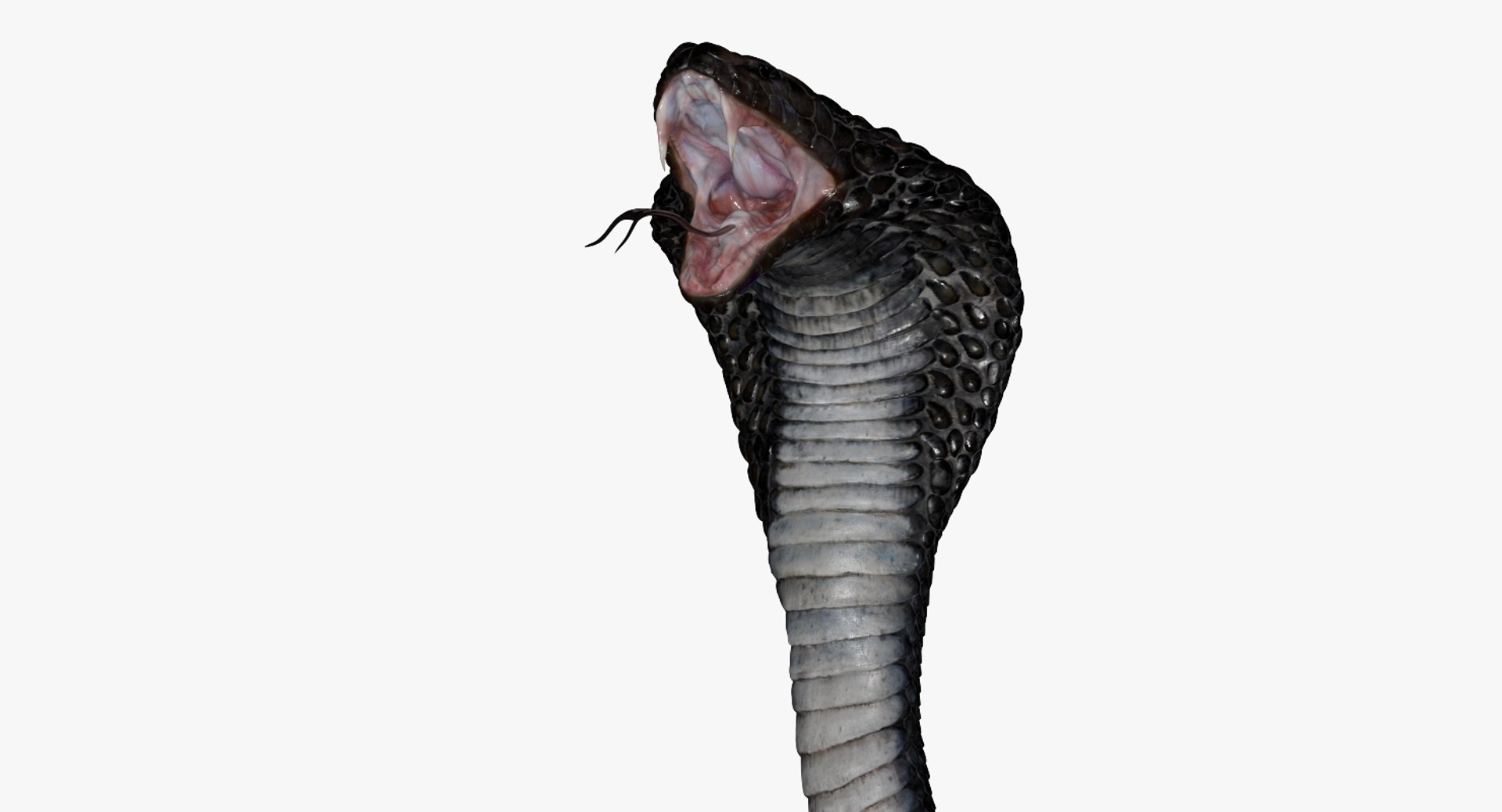 Snake Rig 3D - TurboSquid 1314669