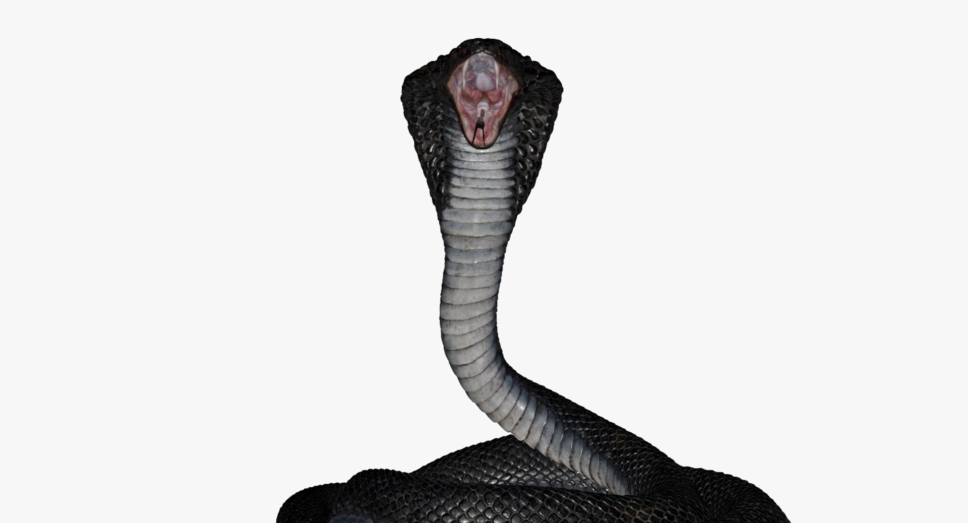 Snake Rig 3D - TurboSquid 1314669