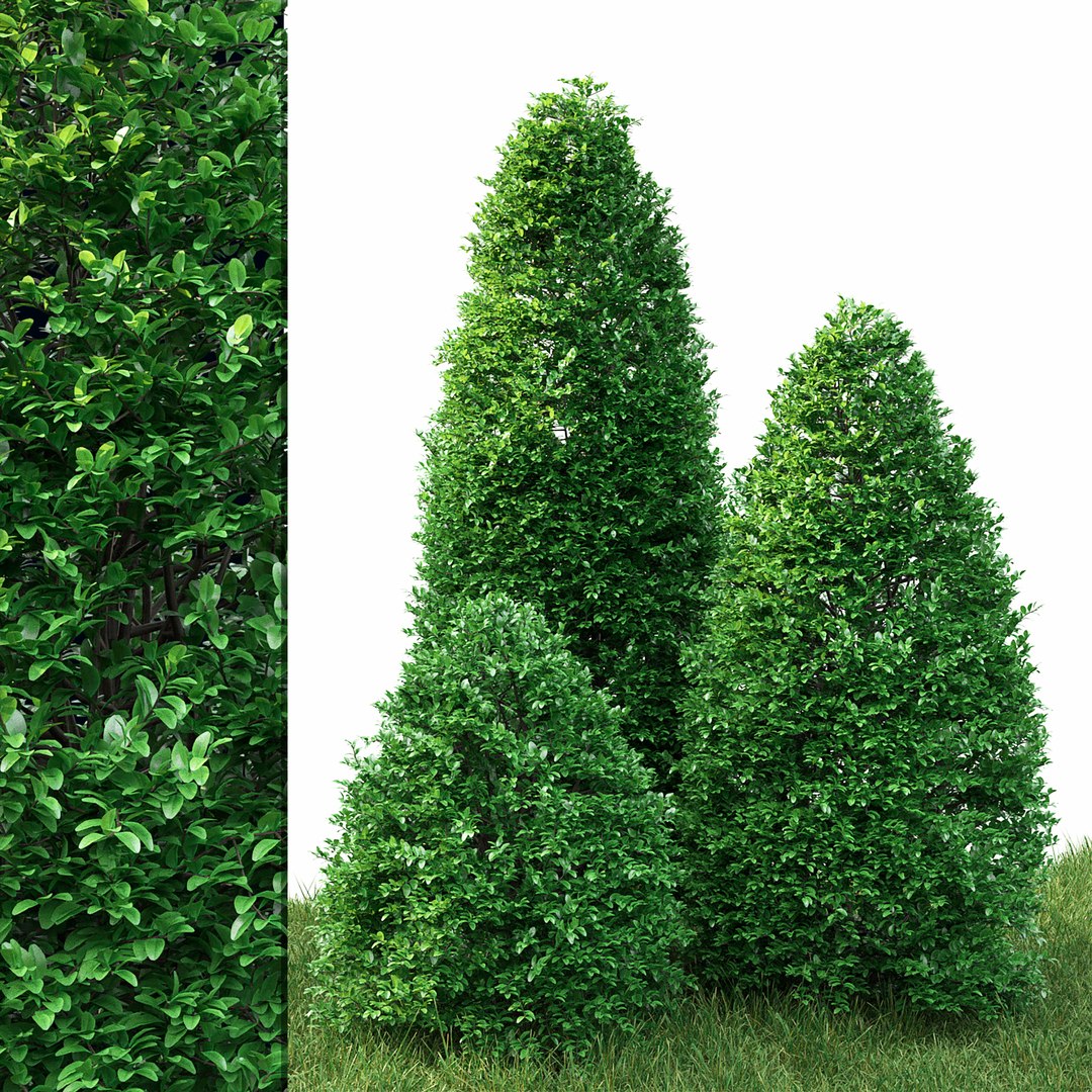 Bush Shrub Hedge Model - TurboSquid 1688888