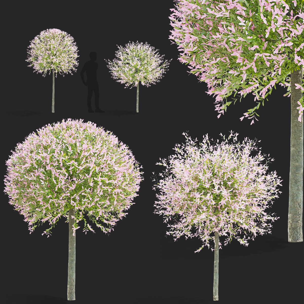 3D модель Salix integra hakuro-nishiki trees - TurboSquid 2041168