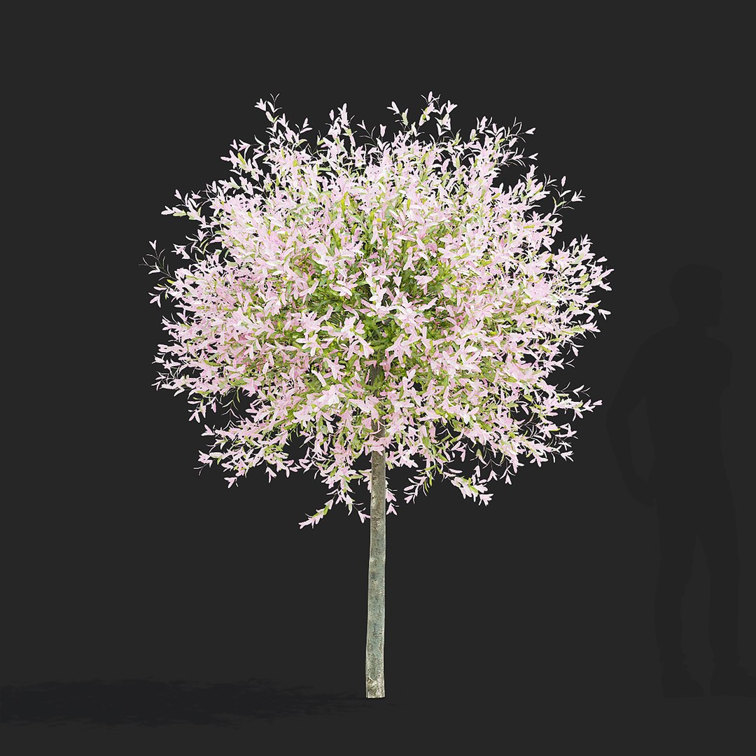 3D Salix Integra Hakuro-nishiki Trees - TurboSquid 2041168