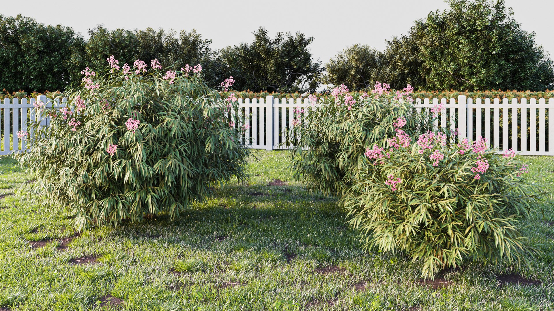 Nerium 3D Model - TurboSquid 1864010