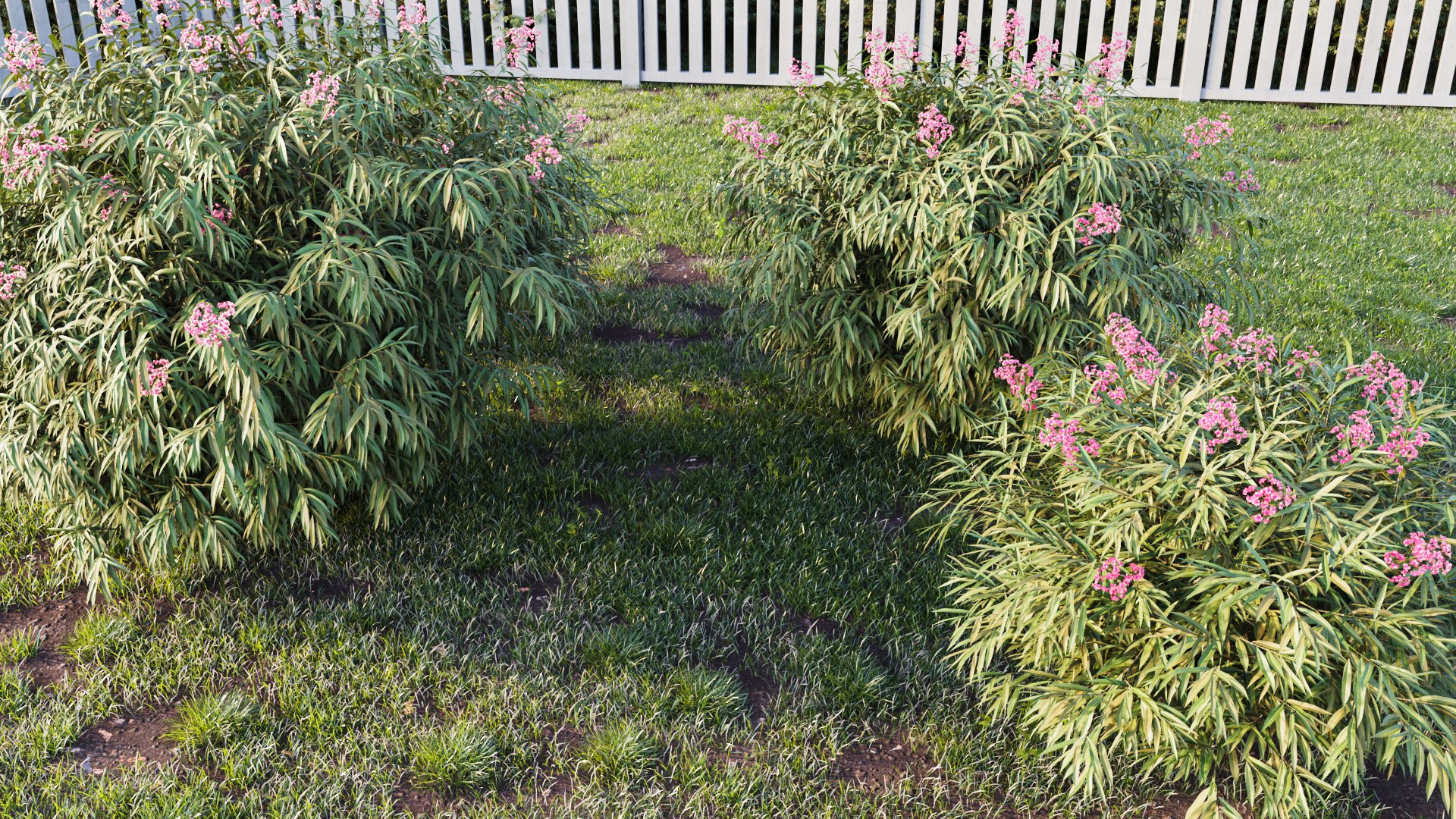 Nerium 3D Model - TurboSquid 1864010