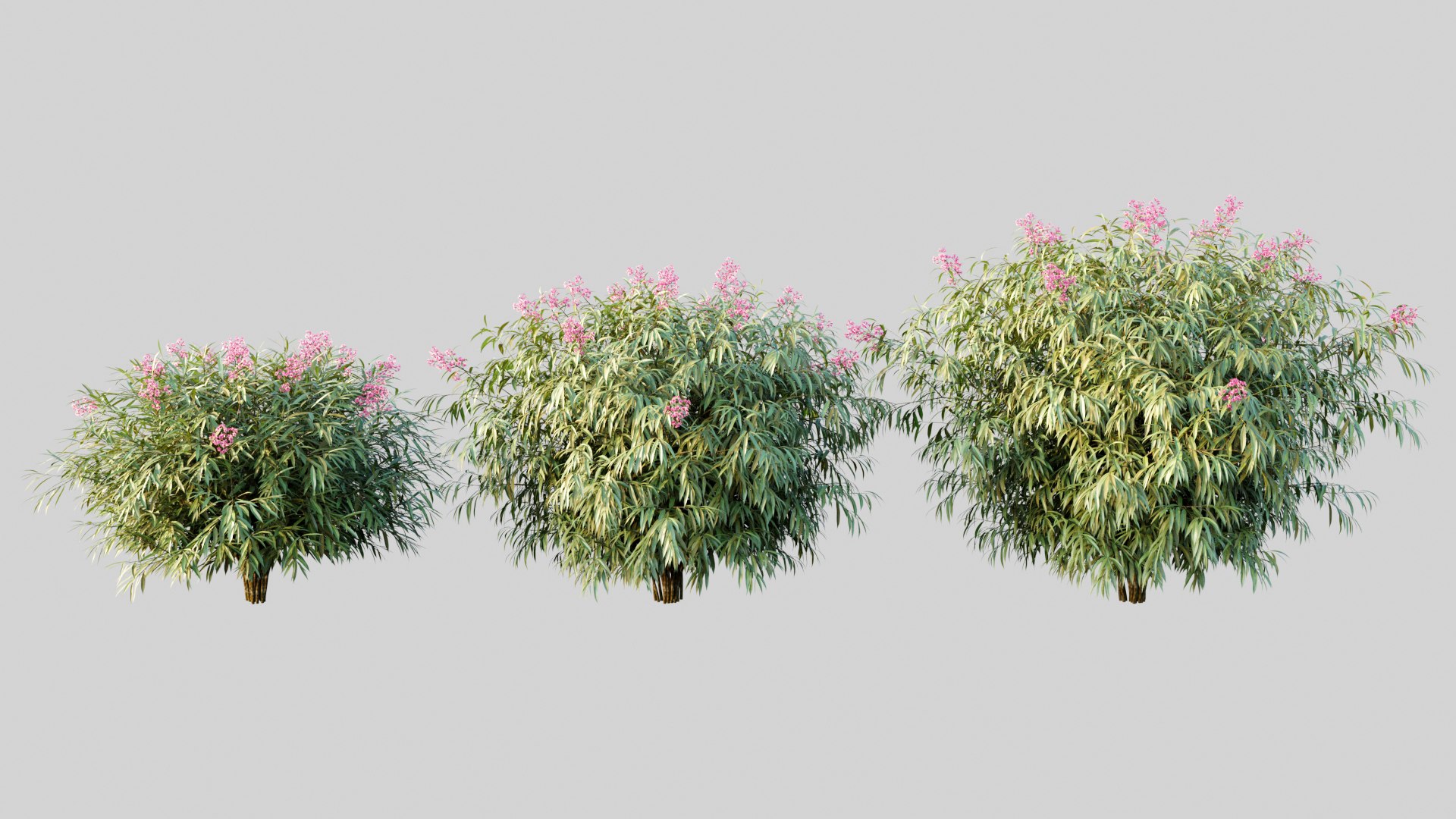 Nerium 3D Model - TurboSquid 1864010