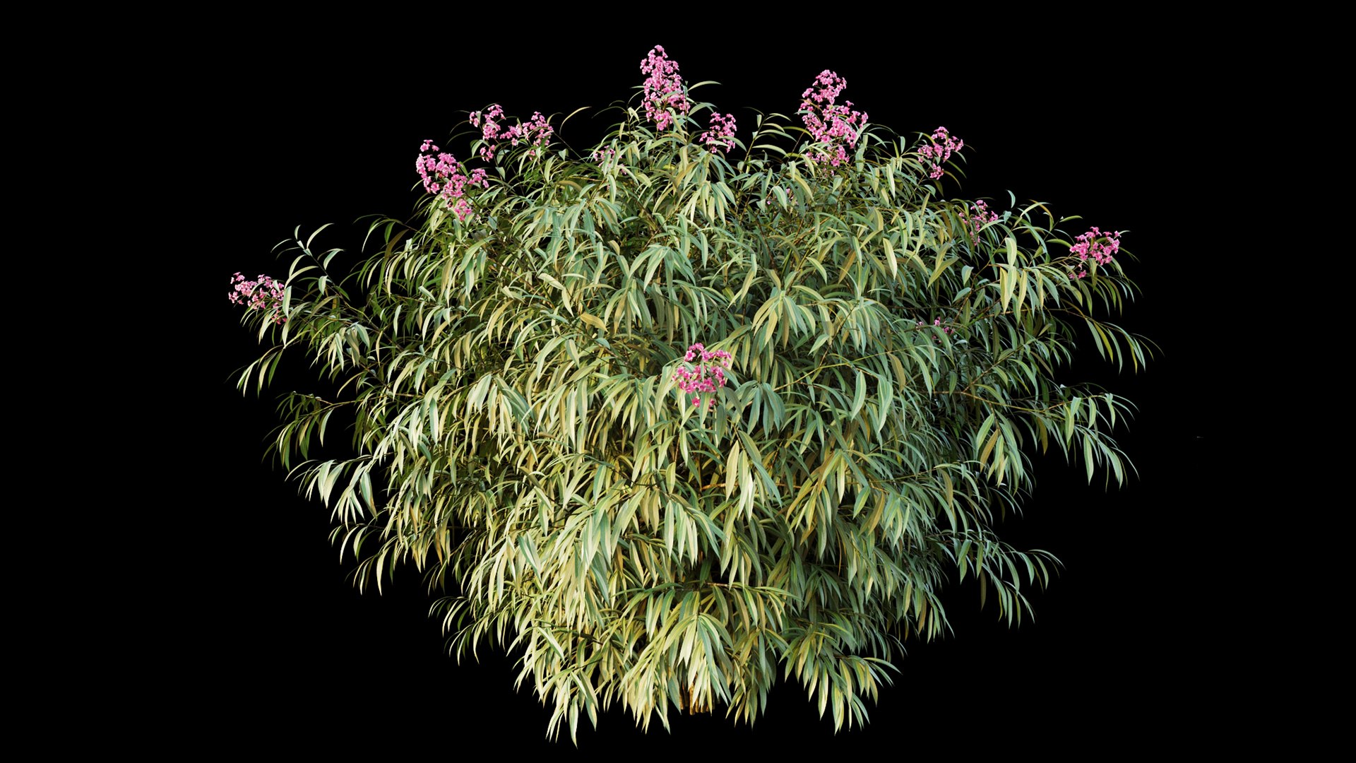 Nerium 3D Model - TurboSquid 1864010