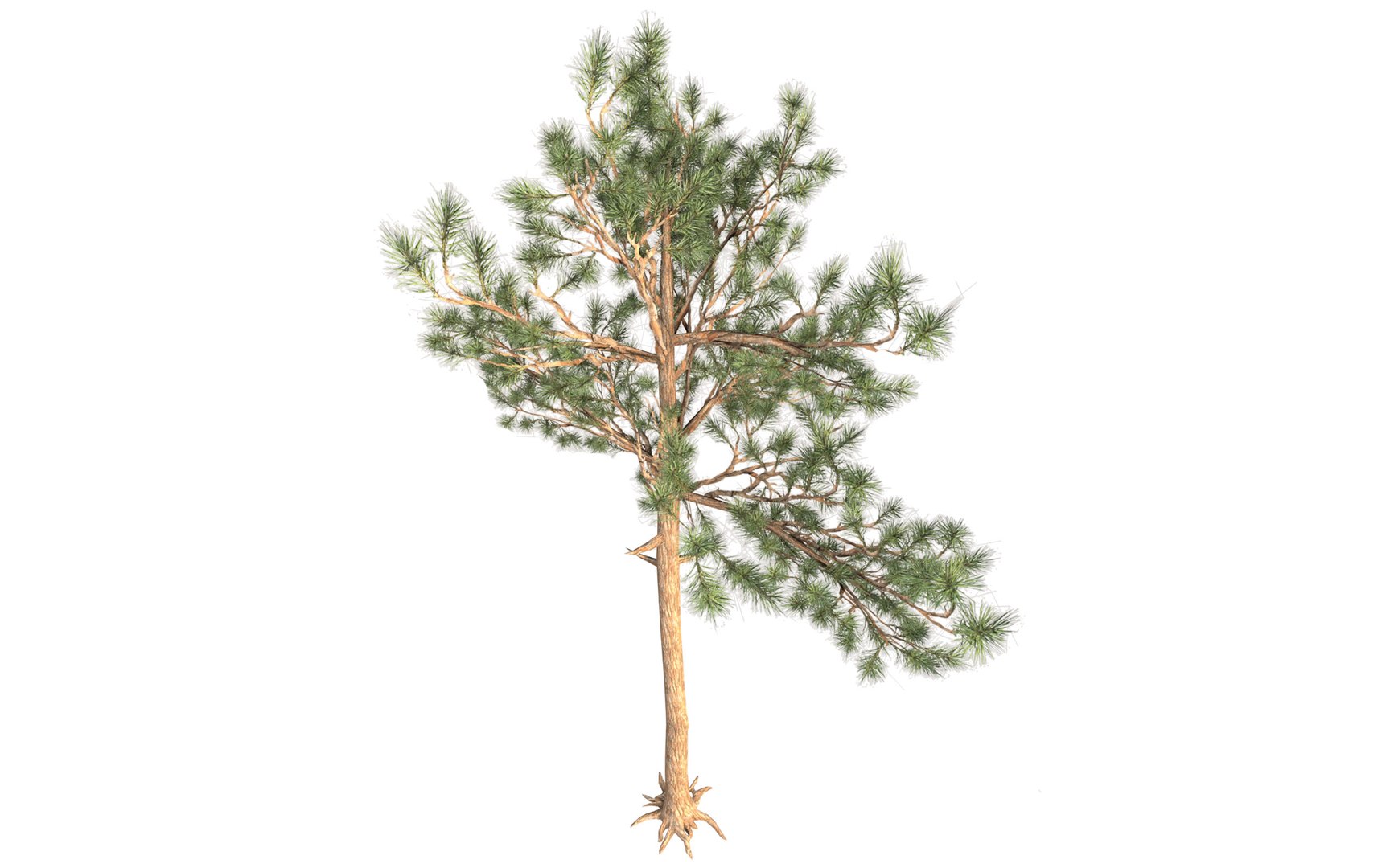 3D Pine Trees Model - TurboSquid 1513595