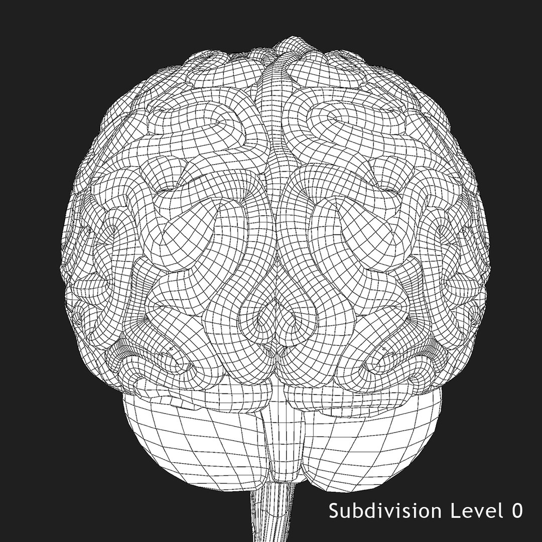 3d human brain model