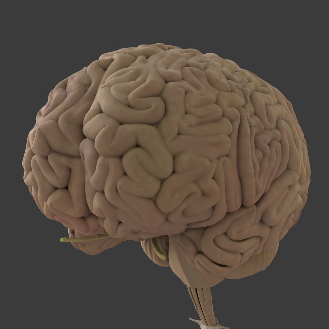 3d Human Brain Model