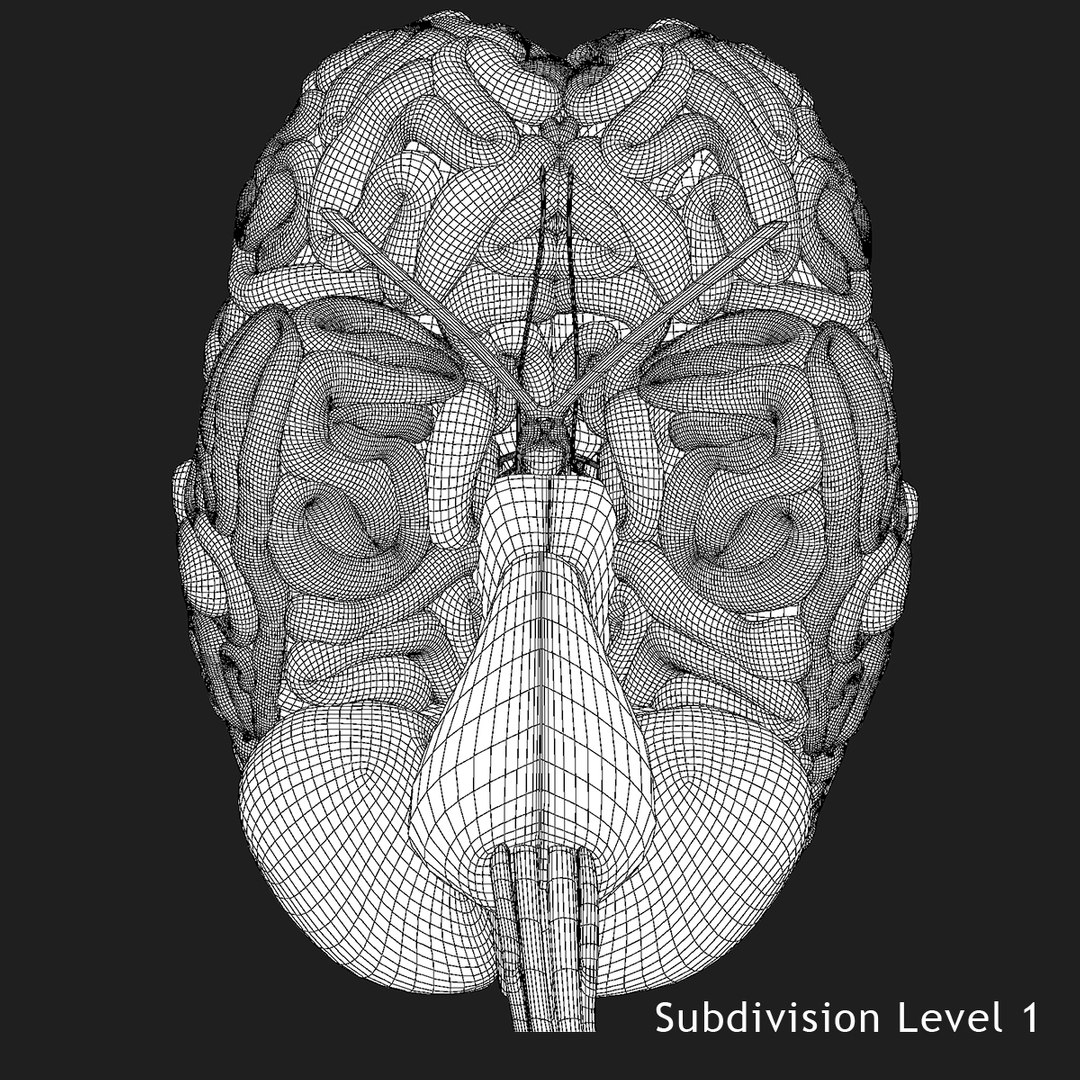 3d human brain model
