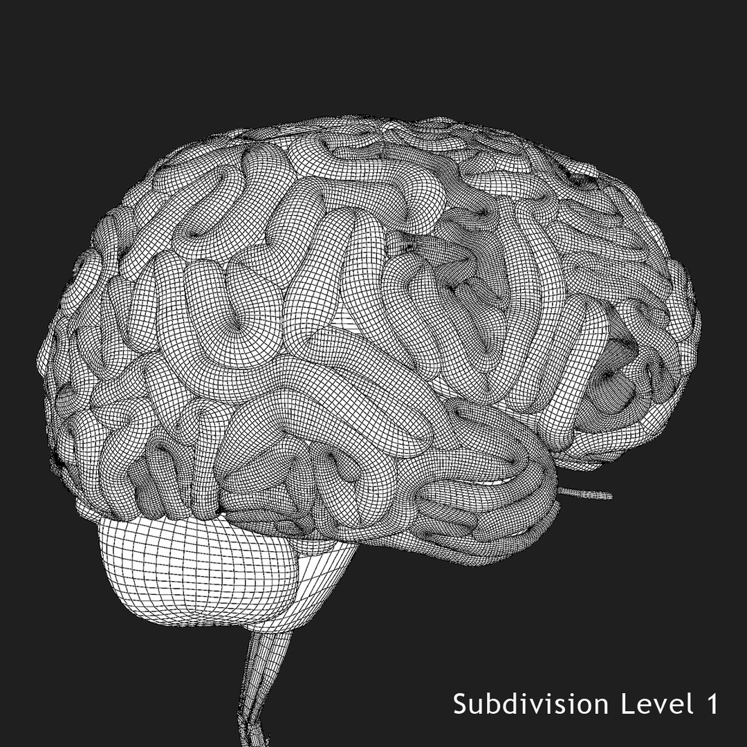3d human brain model