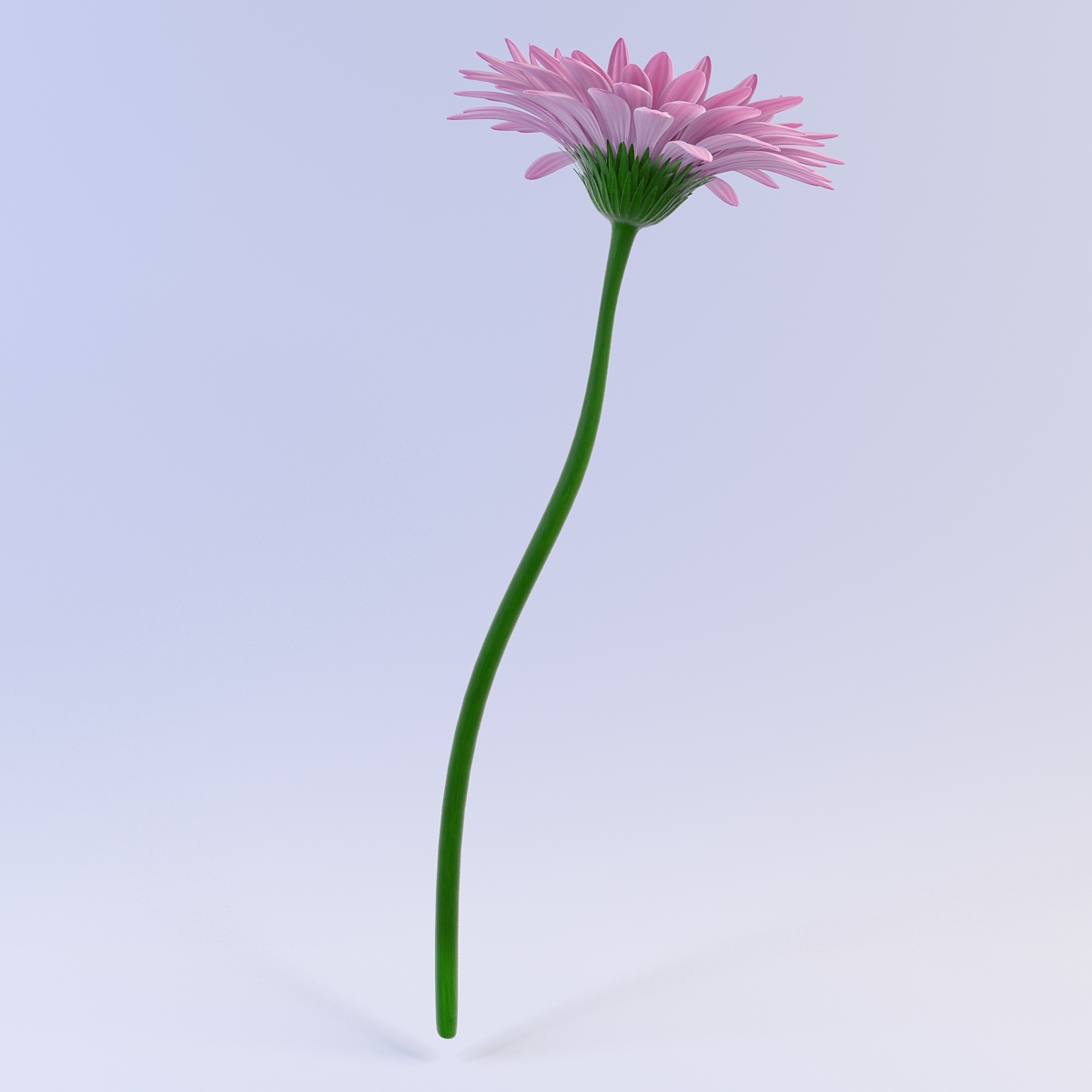 3d gerbera