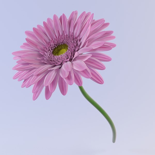 3d gerbera