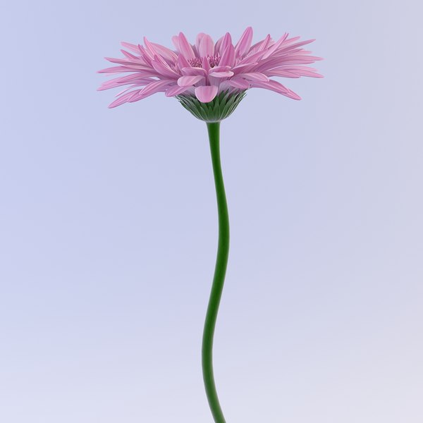 3d gerbera
