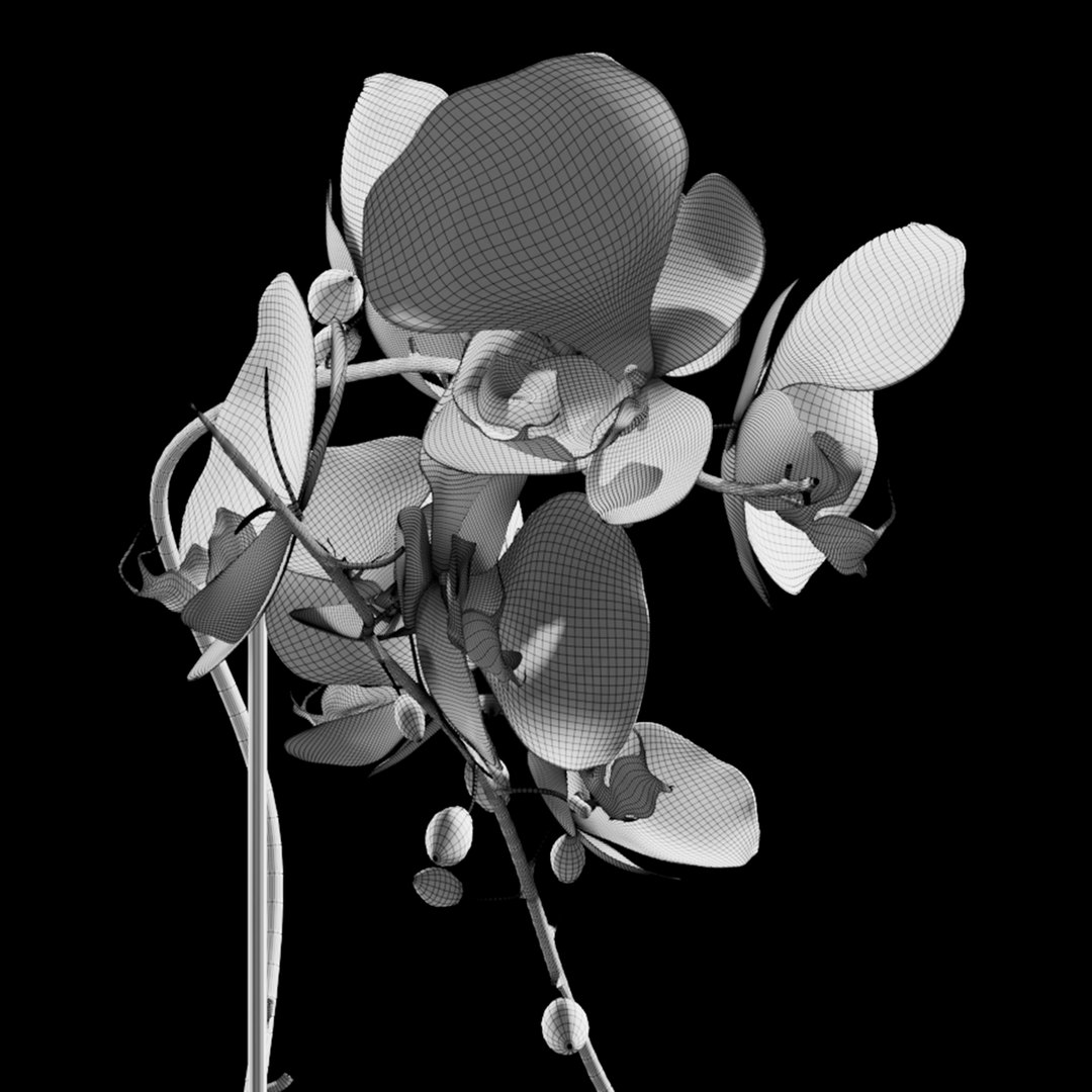 3D model flowers orchid set 01 - TurboSquid 1464407