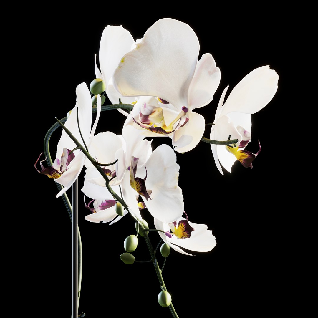 3D model flowers orchid set 01 - TurboSquid 1464407