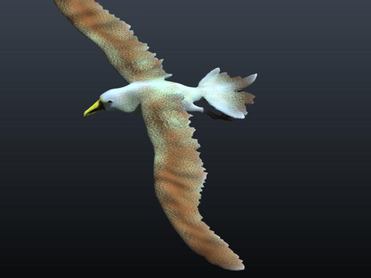 3D Model Albatross - TurboSquid 1303477