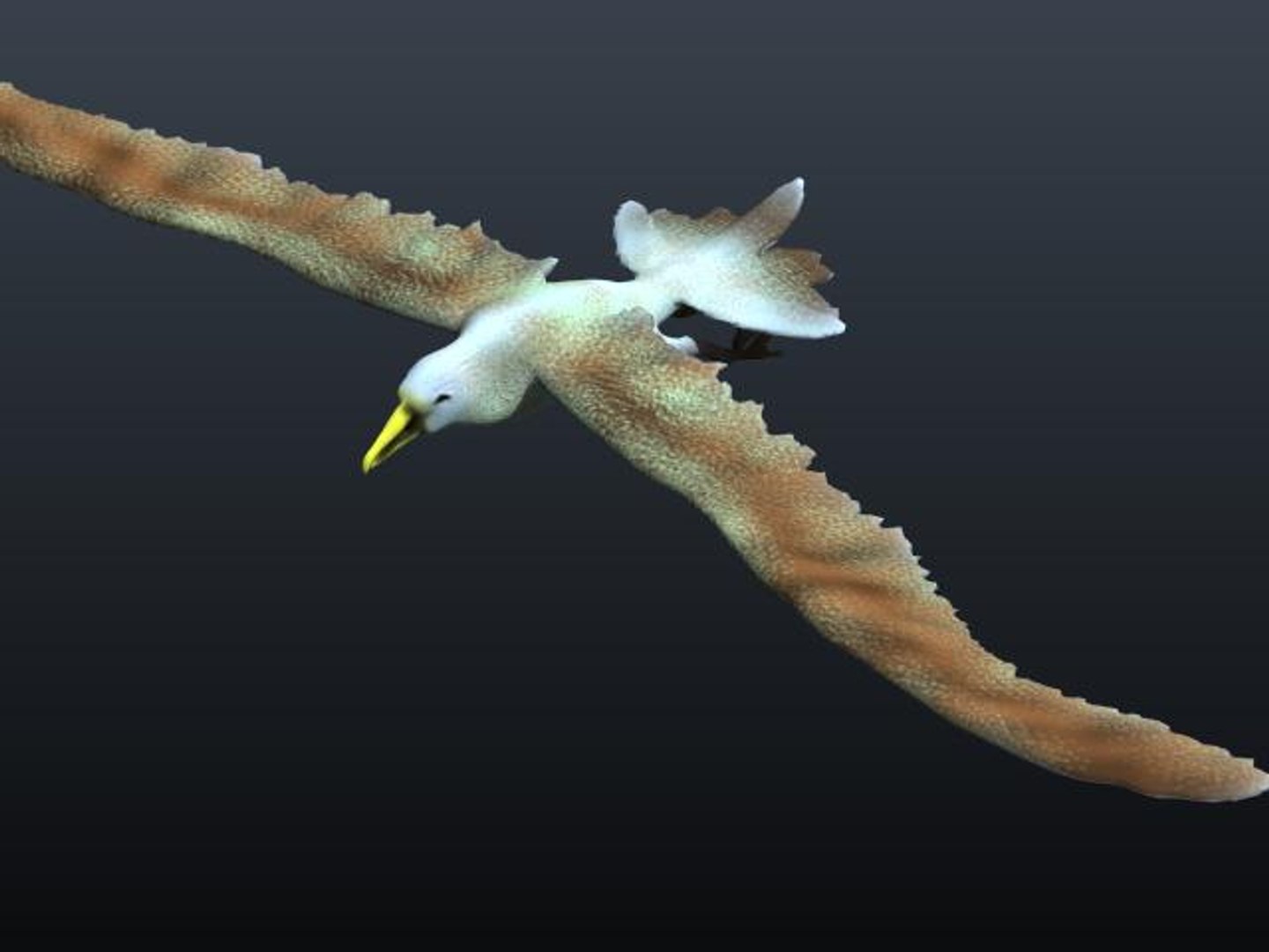 3D Model Albatross - TurboSquid 1303477