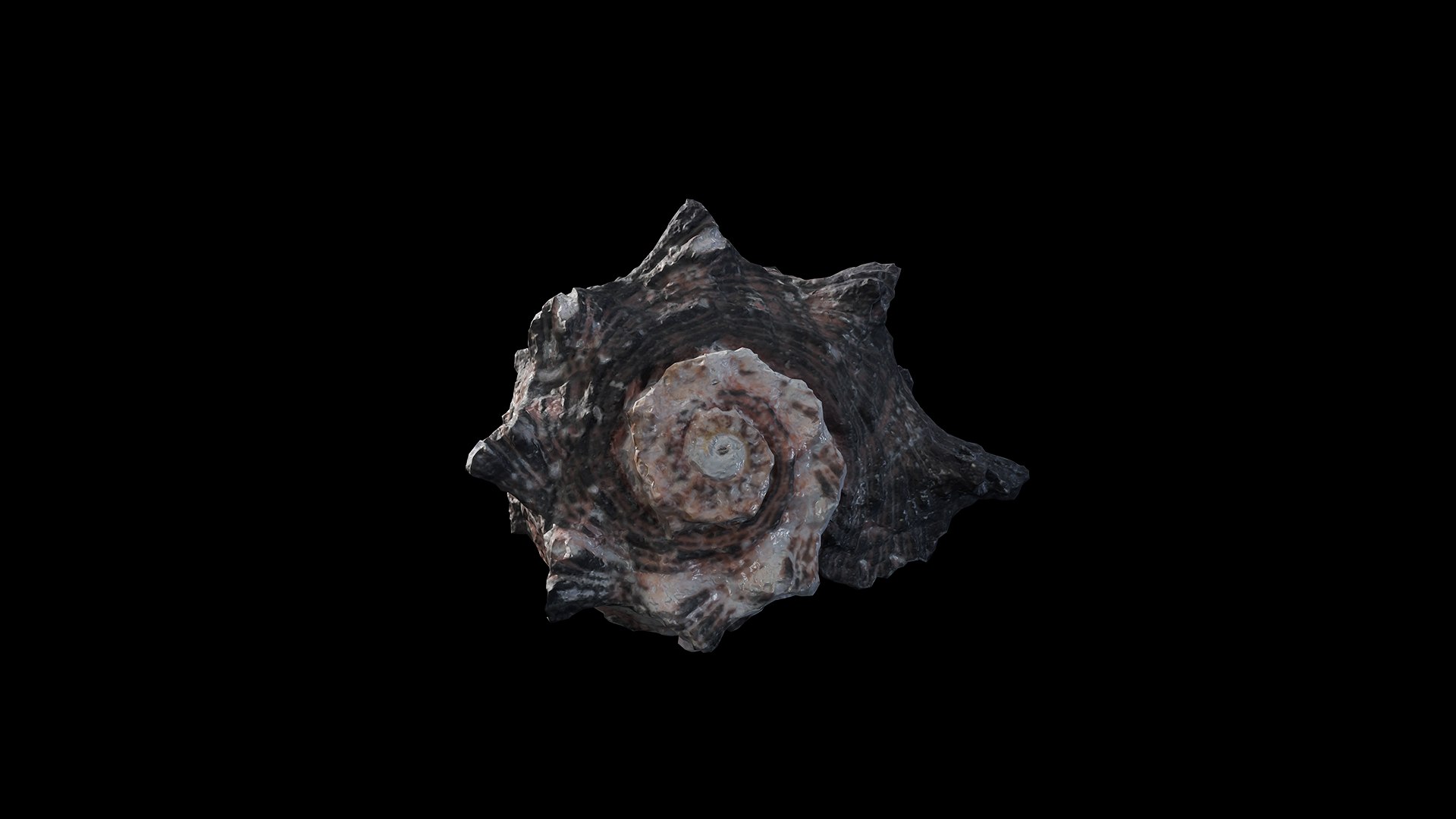 Anydrafts Sea Snail 07 3D Model - TurboSquid 2321896