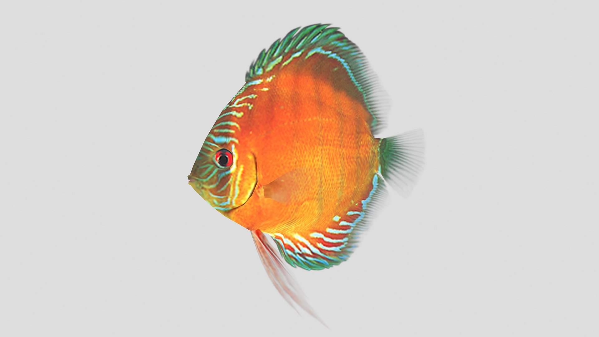 Alenquer Discus Fish 3D Model - TurboSquid 1384321