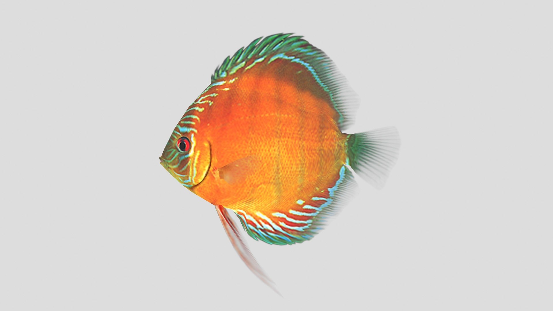Alenquer Discus Fish 3D Model - TurboSquid 1384321