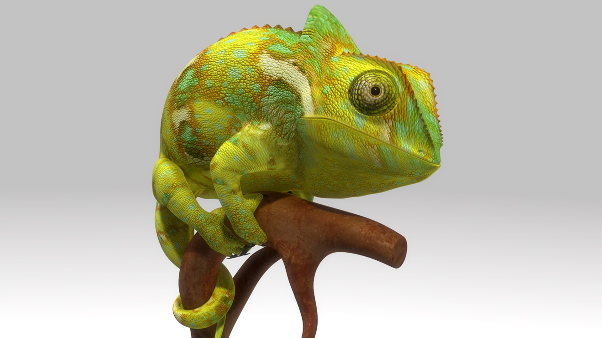 Chameleons Lizards Obj