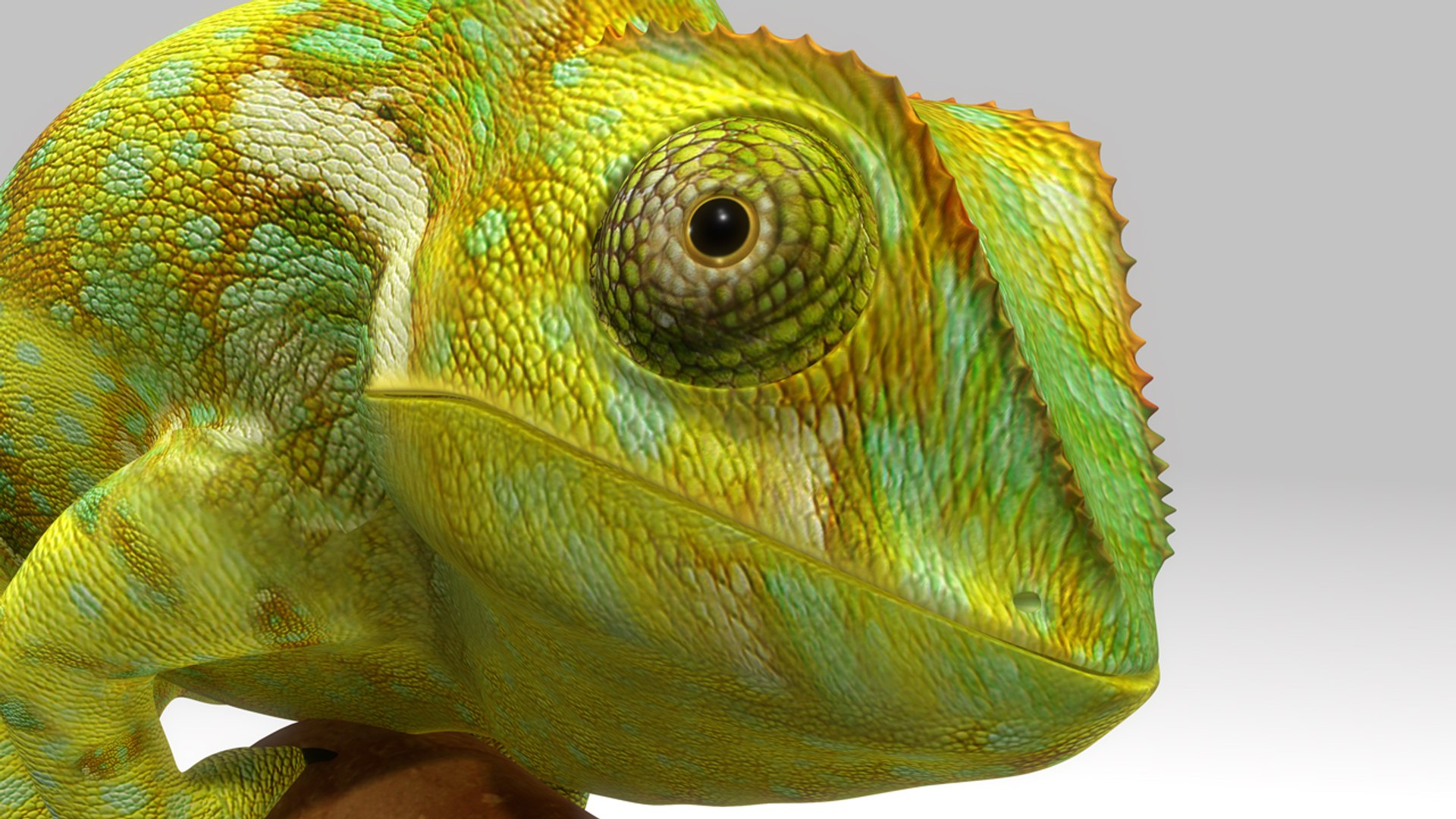 Chameleons Lizards Obj