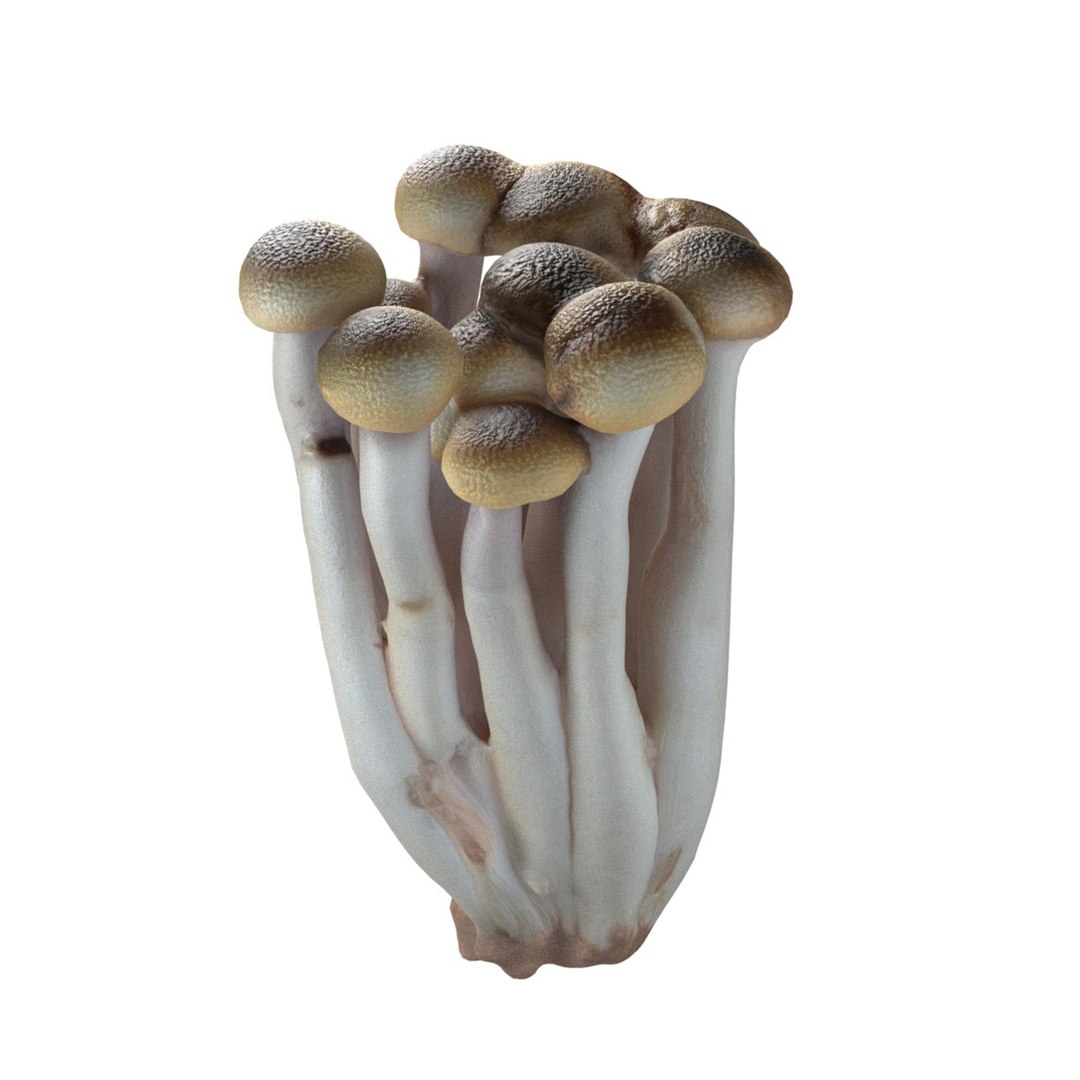 Mushroom 16 3D Model - TurboSquid 2384685