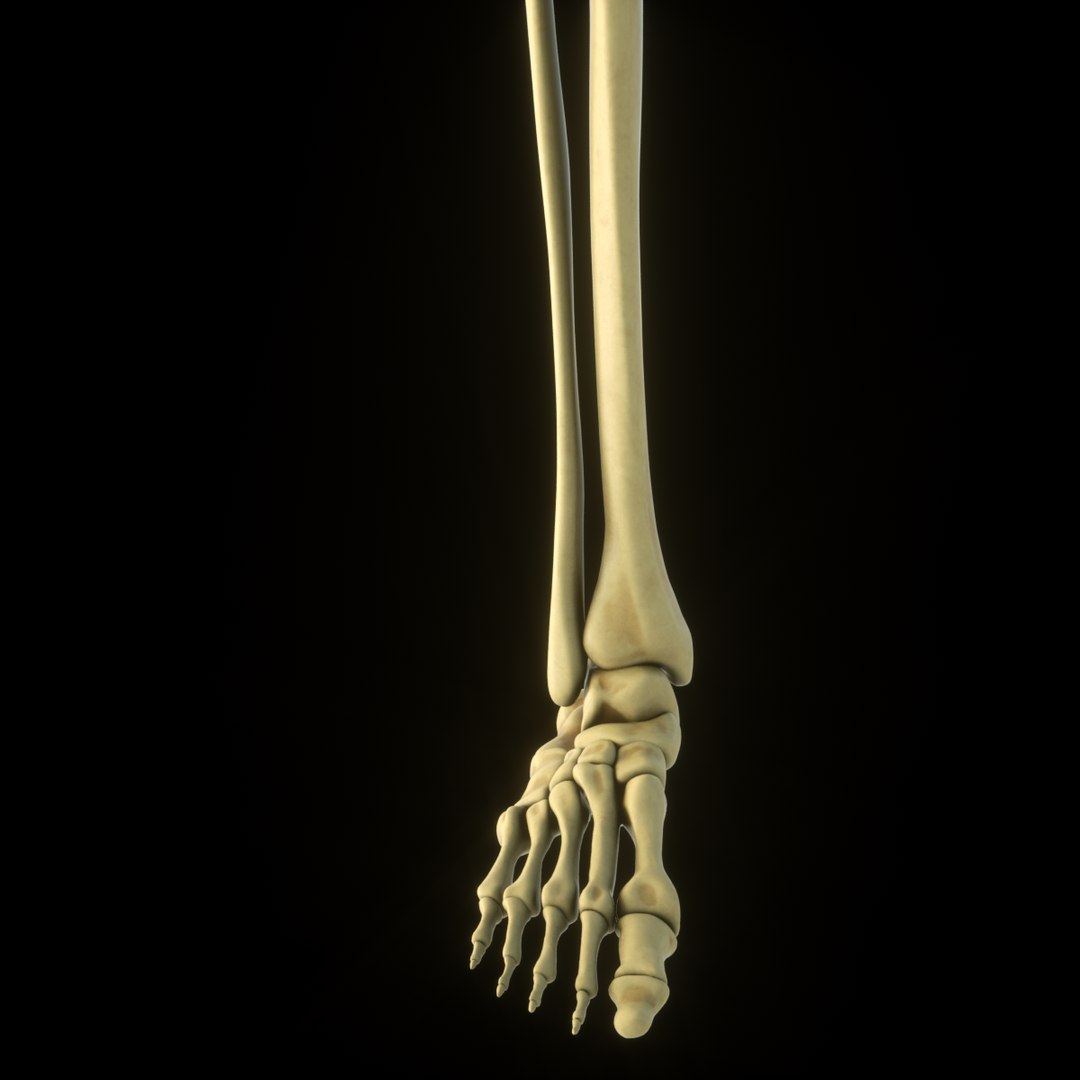 Leg Foot Anatomy 3D Model - TurboSquid 1383765