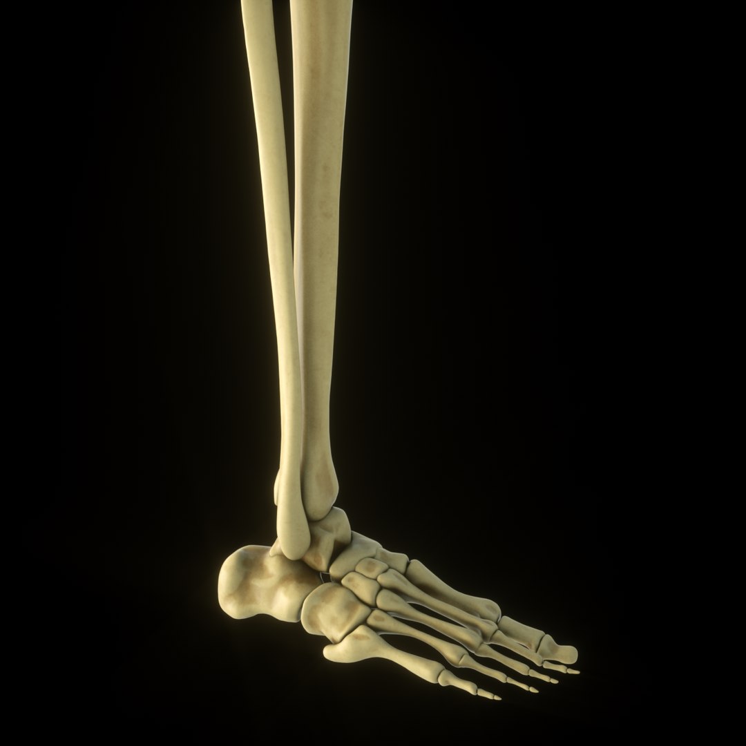Leg Foot Anatomy 3D Model - TurboSquid 1383765