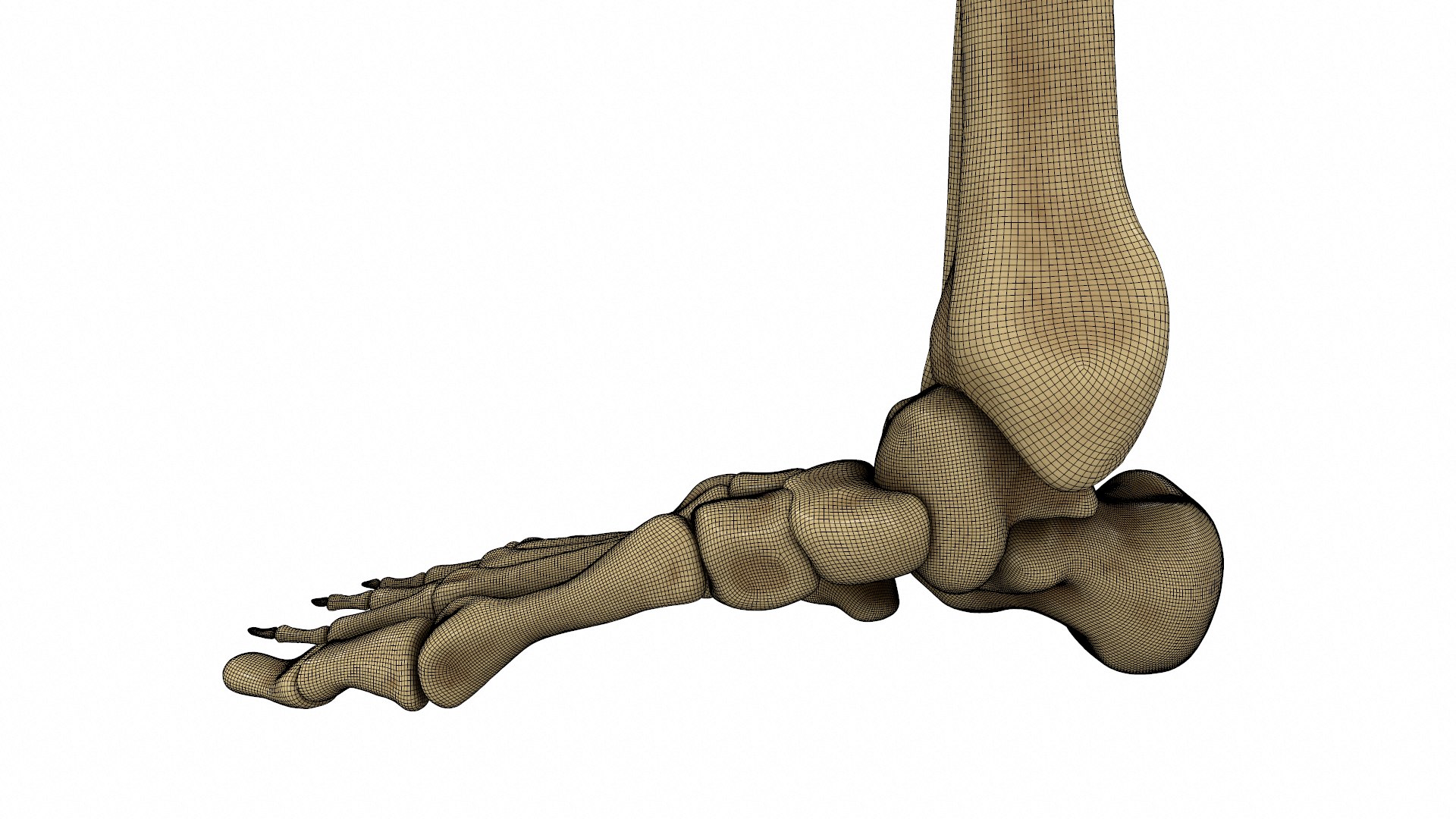 Leg foot anatomy 3D model - TurboSquid 1383765