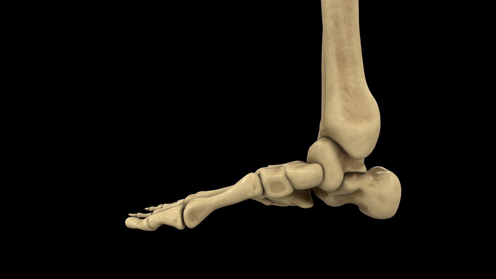 Leg Foot Anatomy 3D Model - TurboSquid 1383765