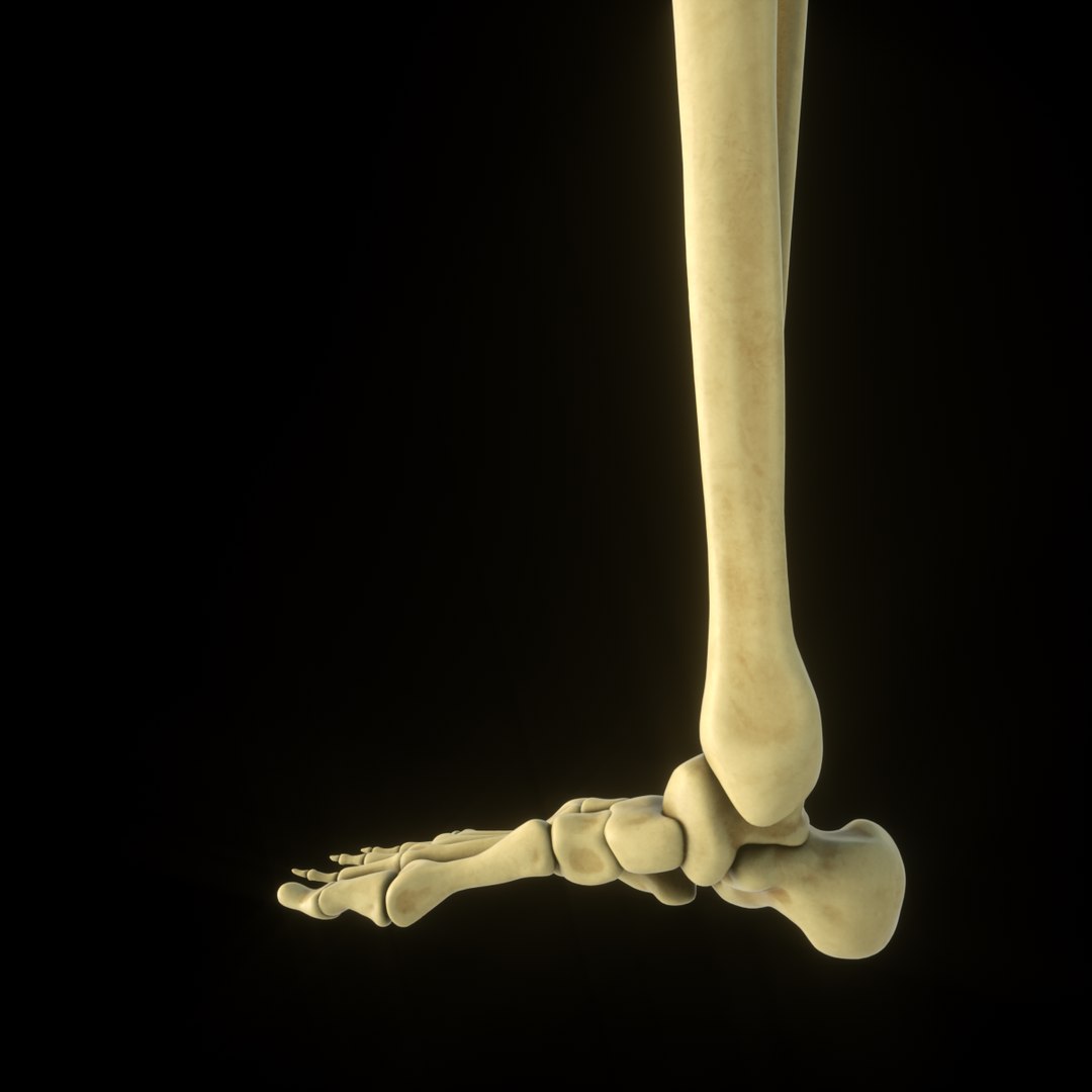 Leg Foot Anatomy 3D Model - TurboSquid 1383765