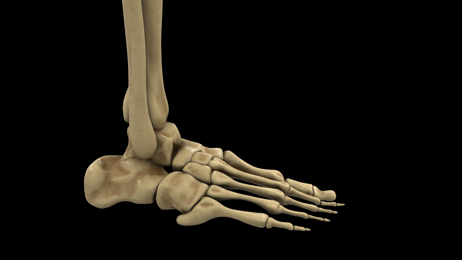 Leg Foot Anatomy 3D Model - TurboSquid 1383765