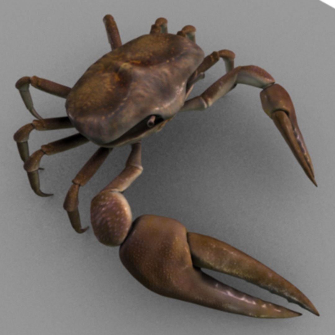 3d Fiddler Crab Model