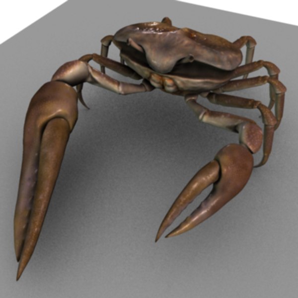 3d fiddler crab model