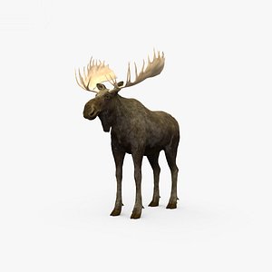 3D Moose Models | TurboSquid
