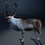 3d Model Reindeer Deer Animation Walk