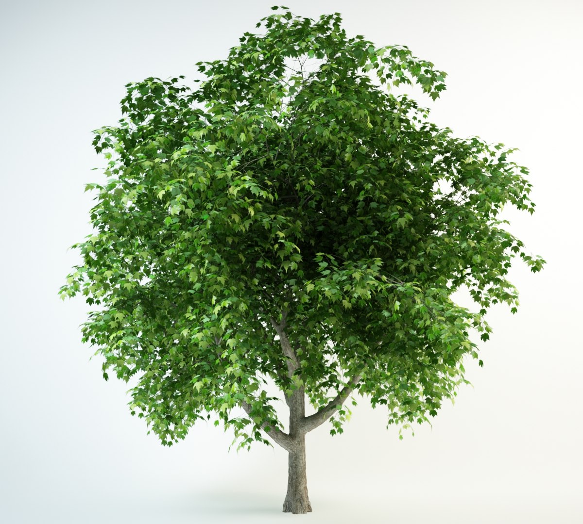 3D Red Maple Tree - TurboSquid 1396080