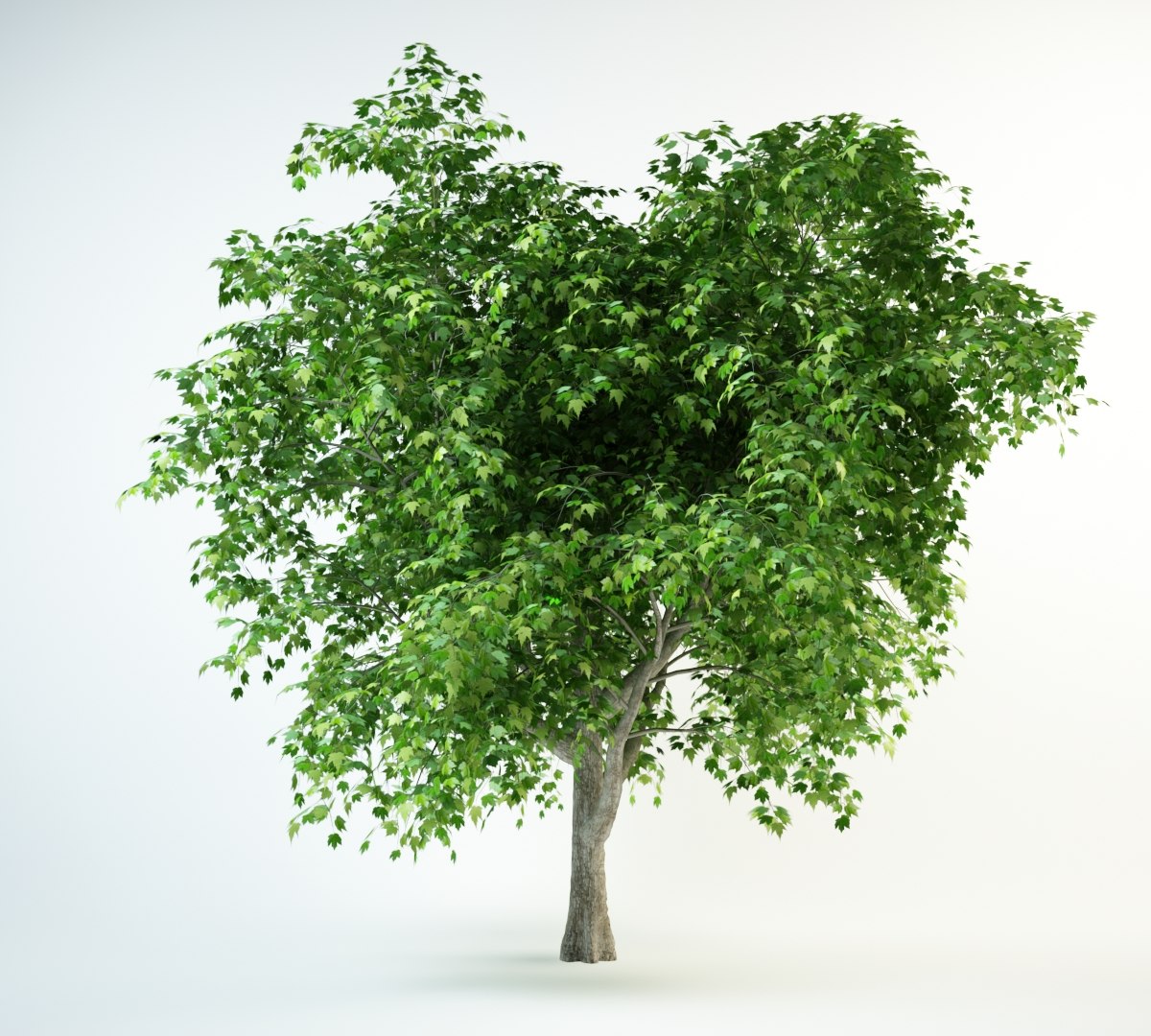 3D Red Maple Tree - TurboSquid 1396080