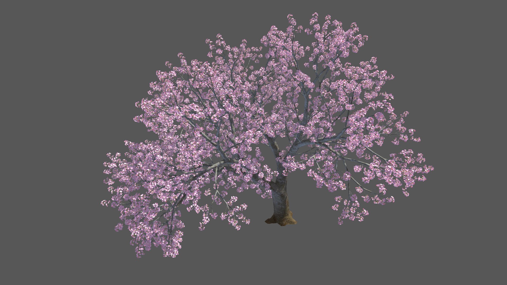 Sakura Tree 3D - TurboSquid 1918209