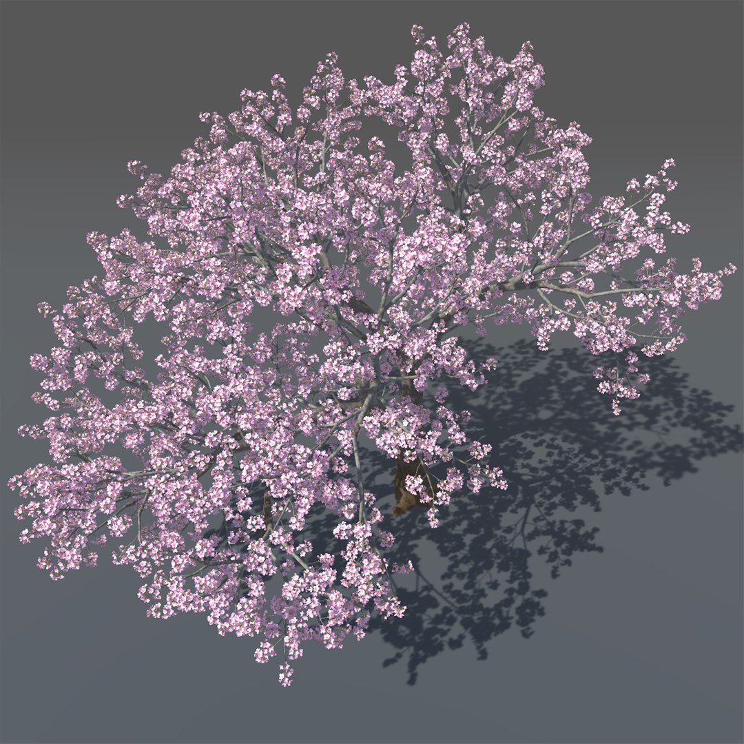 Sakura Tree 3D - TurboSquid 1918209