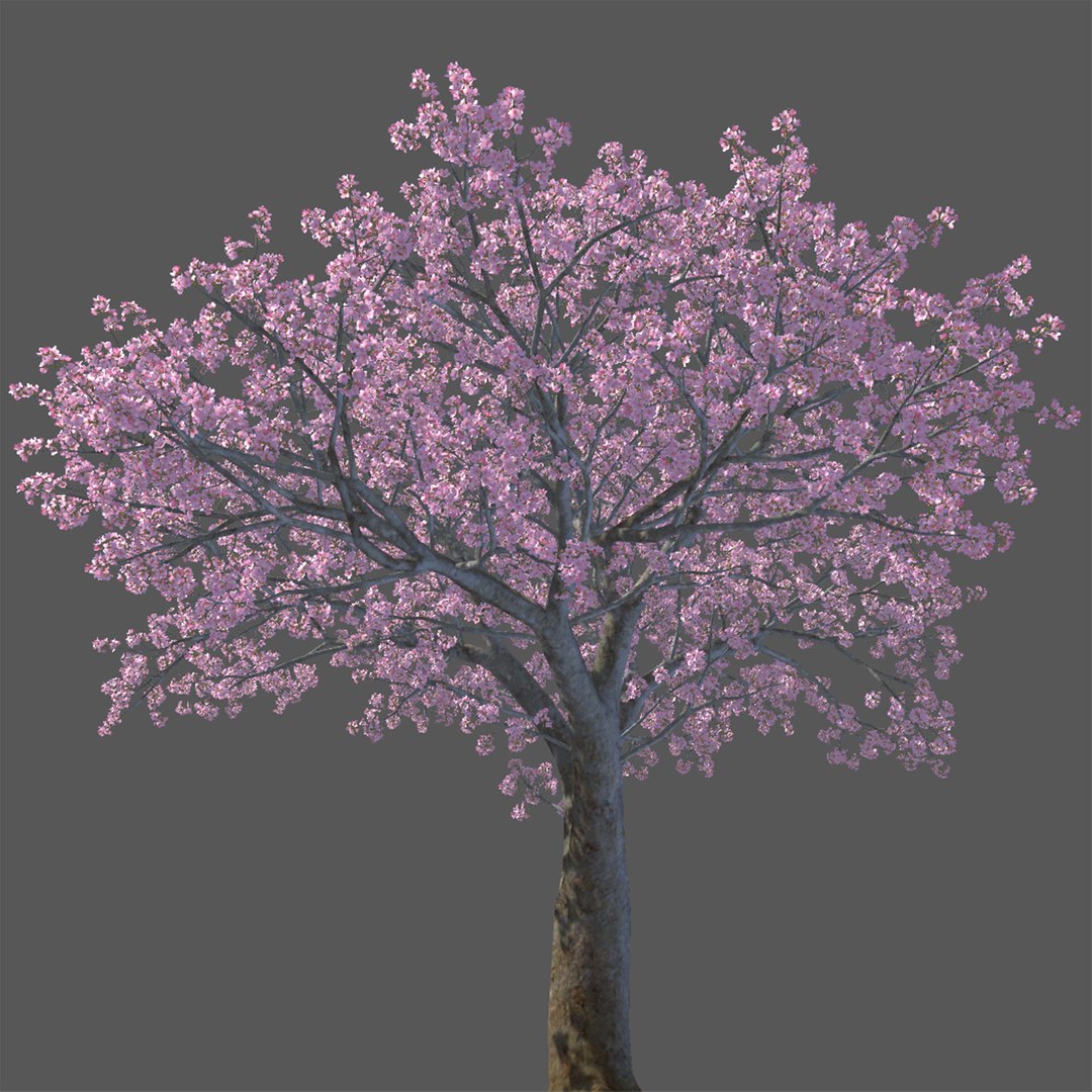 Sakura Tree 3D - TurboSquid 1918209